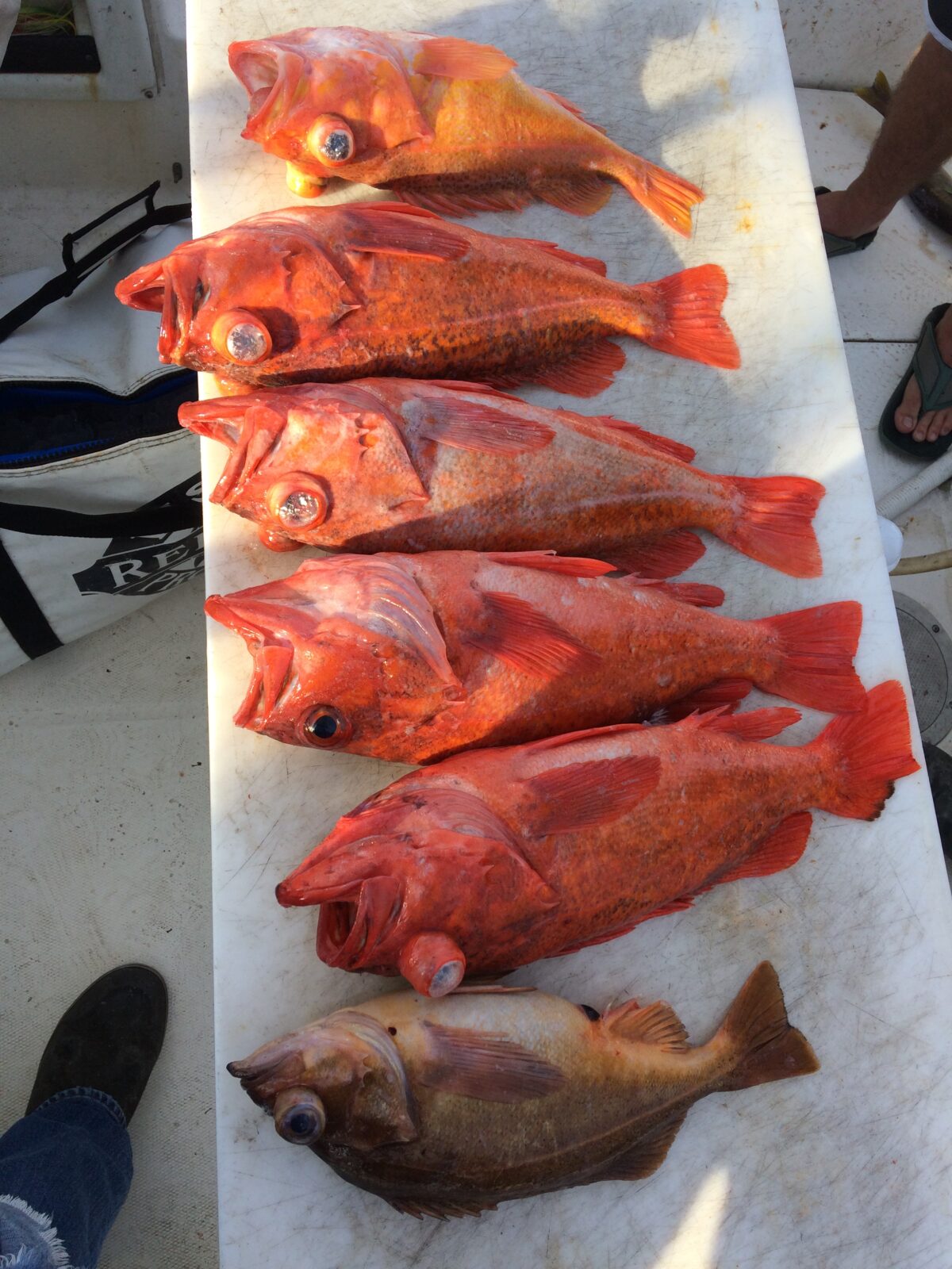 Customer Reviews – No Patience Sportfishing & Seafood