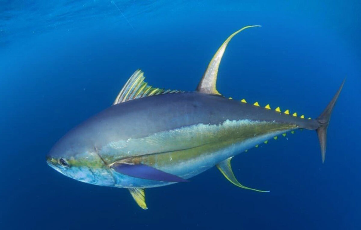 San Diego Fishing Charter | No Patience Sportfishing